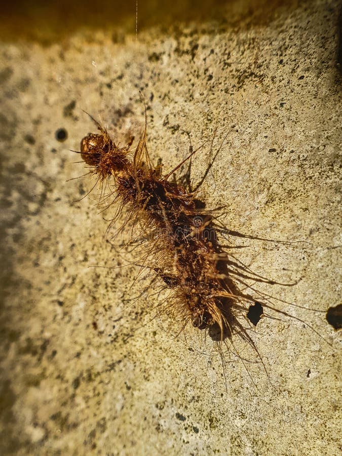 Dried out worm on the wall stock image. Image of wildlife - 189076145
