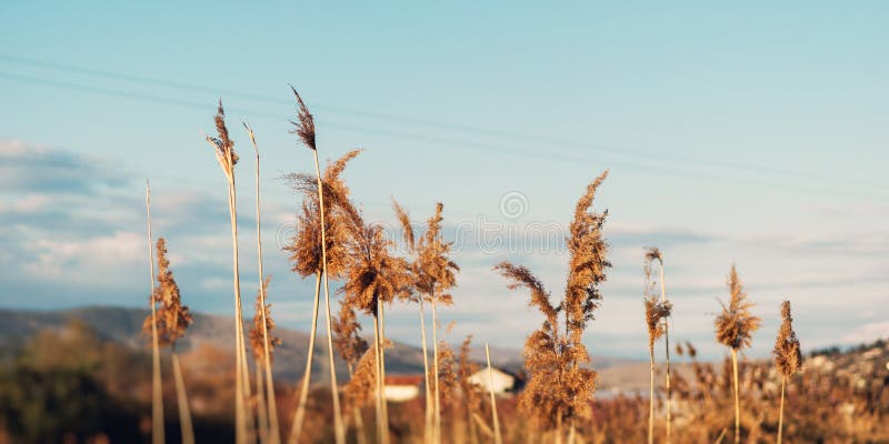 Dried Overgrown Sedge Sways in the Wind in Autumn Stock Photo - Image ...