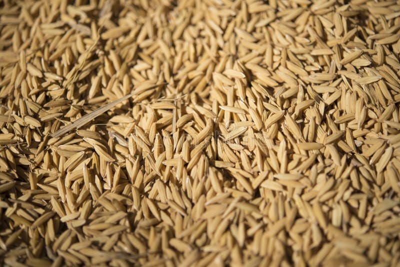 Dried Paddy Crop Laying in Agricultural Field. Stock Photo - Image of ...