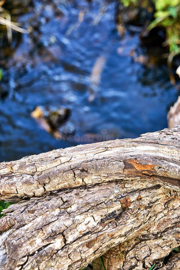 Dried Pale Colored Tree Trunk Stump with Blurred Water in the ...