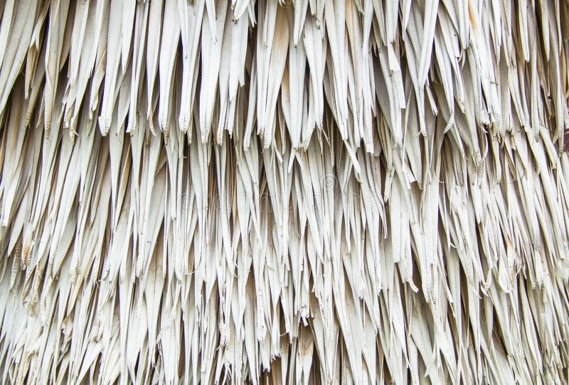 Dried Palm Leaves Stock Photos - Download 1,122 Royalty Free Photos