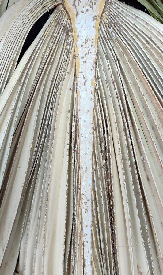 Dried palm leaves stock image. Image of landscape, folhas - 328433771