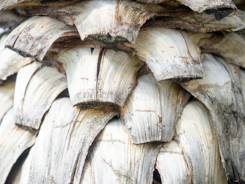 Dried Palm Leaves. Southern Tree Trunk. Sliced Palm Leaves Stock Image ...