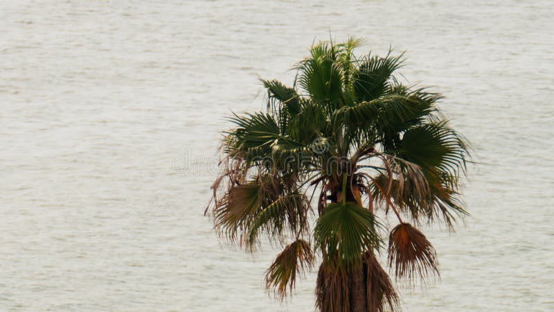 Dried Palm Tree on the Beach with the Gr Stock Video - Video of vibes ...
