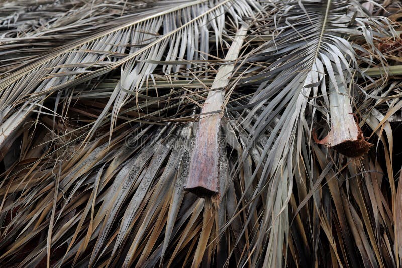 Dried Palm Tree Branch Leafs Texture. Stock Photo - Image of forest ...