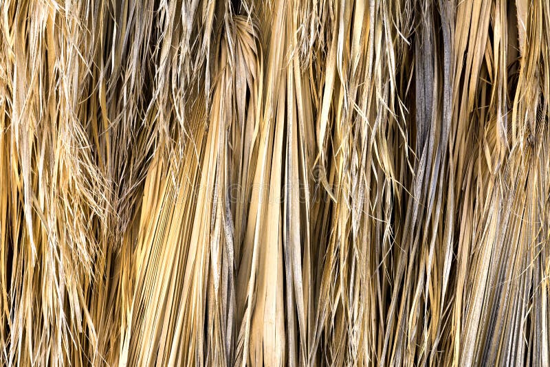 Dried palm tree leaves stock image. Image of asia, closeup - 17190565