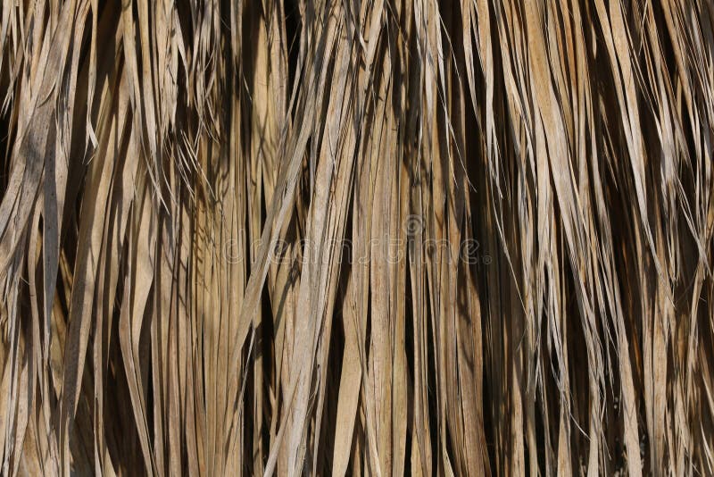 Dried Palm Tree Leaves, Surface and Texture. Stock Image - Image of ...