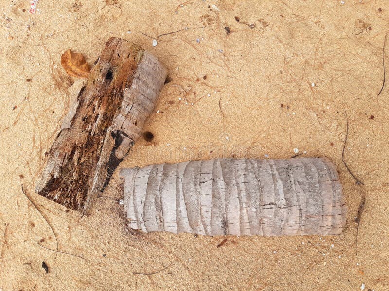 Dried Palm Trunk Bark on White Sand. Background of Biodegradable Nature ...