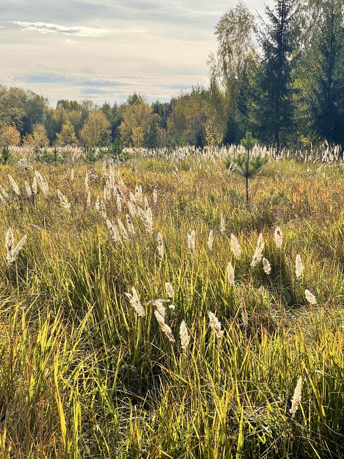 Dried Pampas Grass at Sunset with Forest in the Background Stock Image ...