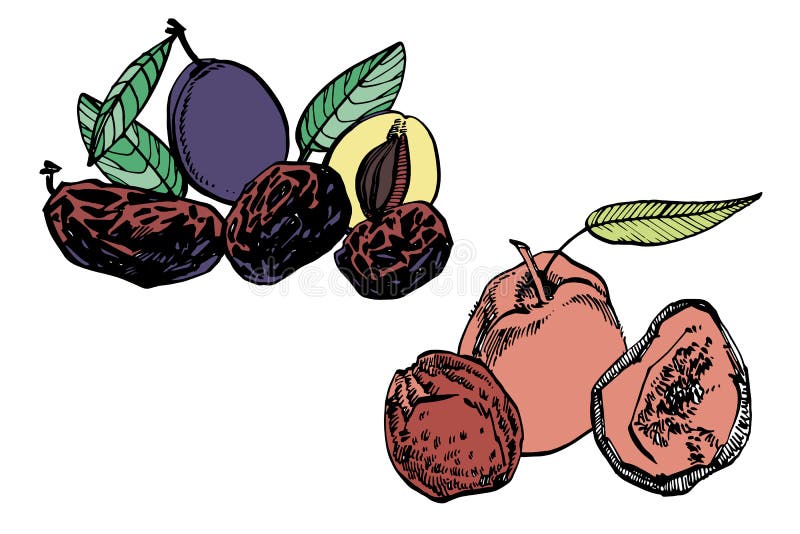 Prunes and Plums Vector Hand Drawn Illustration. Ink Sketch of Nuts ... Prunes and Plums Vector Hand Drawn Illustration. Ink Sketch of Nuts ...