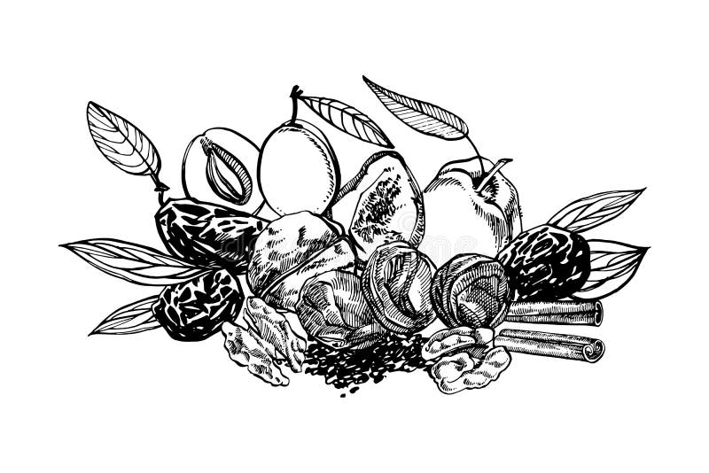 Prunes and Plums Vector Hand Drawn Illustration. Ink Sketch of Nuts ... Prunes and Plums Vector Hand Drawn Illustration. Ink Sketch of Nuts ...