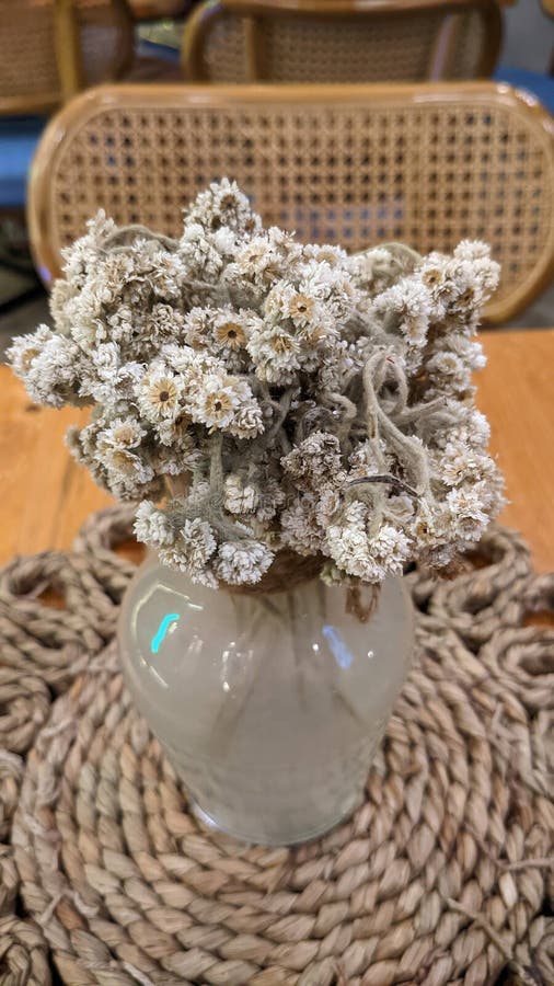 Dried Pearly Everlasting Flower Stock Photo - Image of dried, pearly ...