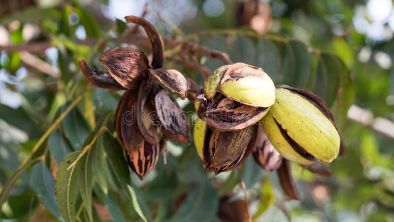 Dried Pecan Nuts on the Tree, Autumn in Israel Stock Photo - Image of ...