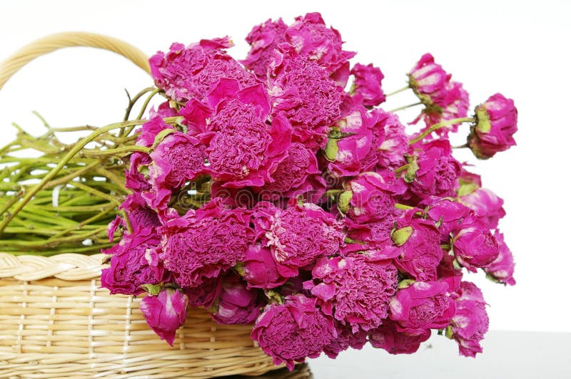 Dried peonies stock photo. Image of dried, peony, life - 73772228