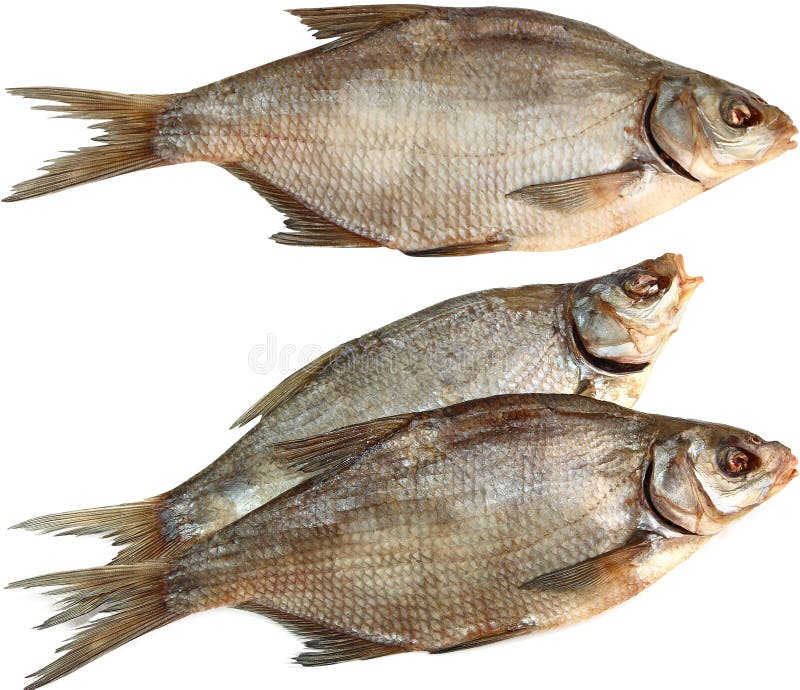 Dried bream fish stock photo. Image of isolated, single - 13065250