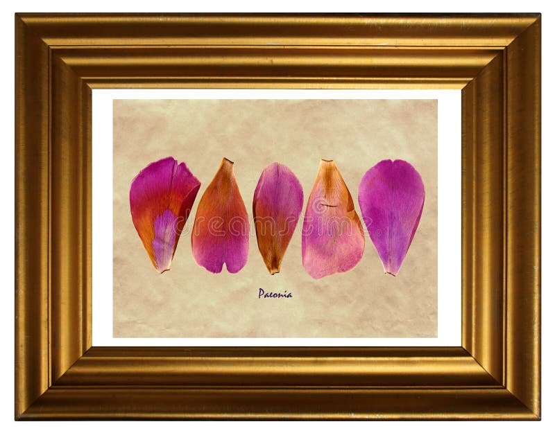 Dried petals of peony stock photo. Image of delicate - 133257622