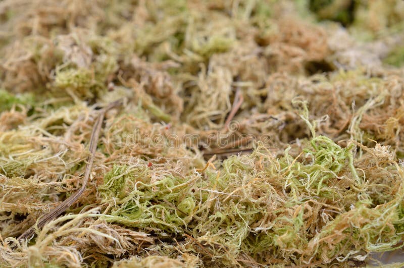 Dried Phagnum or Sphagnum Moss, Also Bog Moss and Quacker Moss Stock ...