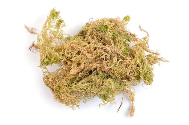 Dried Phagnum or Sphagnum Moss, Also Bog Moss and Quacker Moss Stock ...