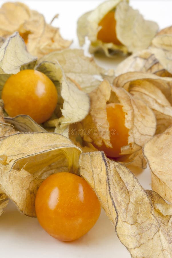 Dried physalis stock image. Image of freshness, orange - 21318741