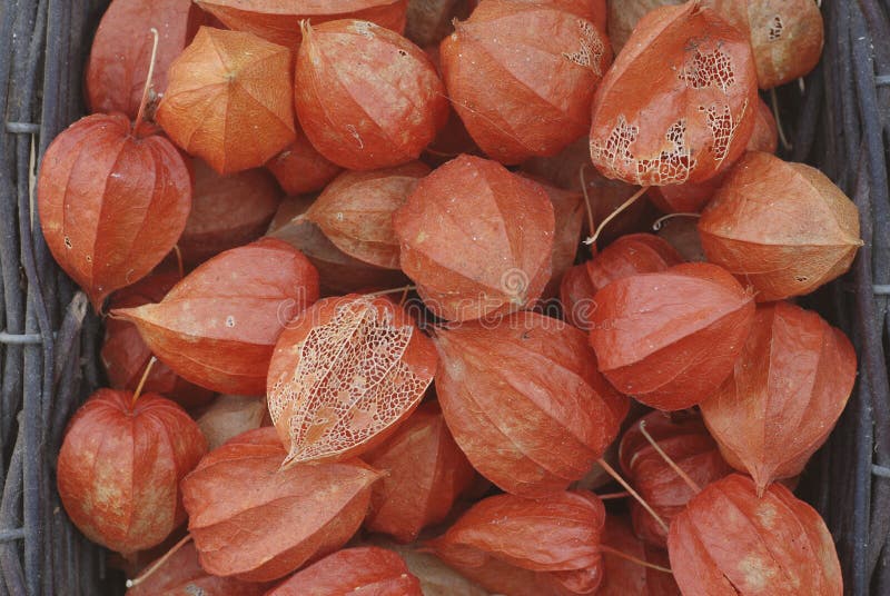 Dried physalis stock photo. Image of exotic, classical - 23704206