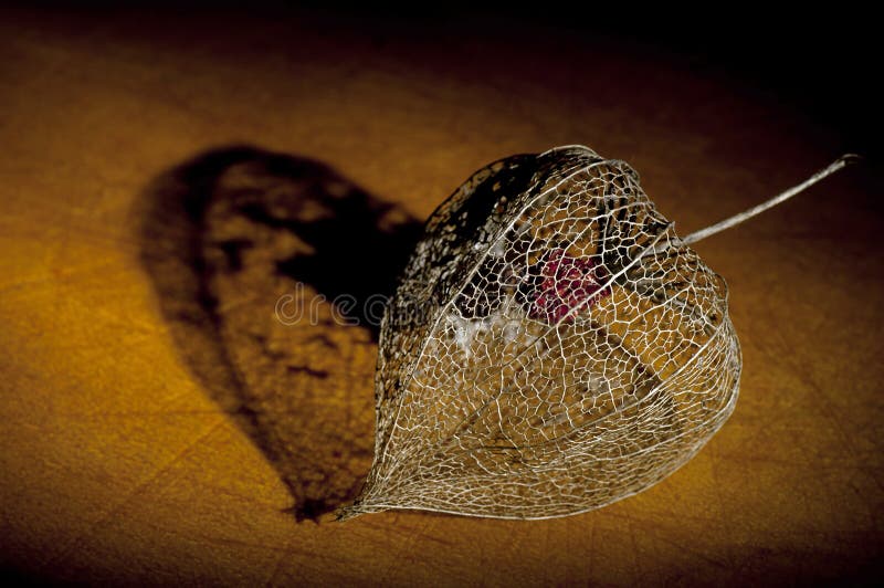 Dried Physalis Lantern Close Up Stock Photo - Image of ornament ...
