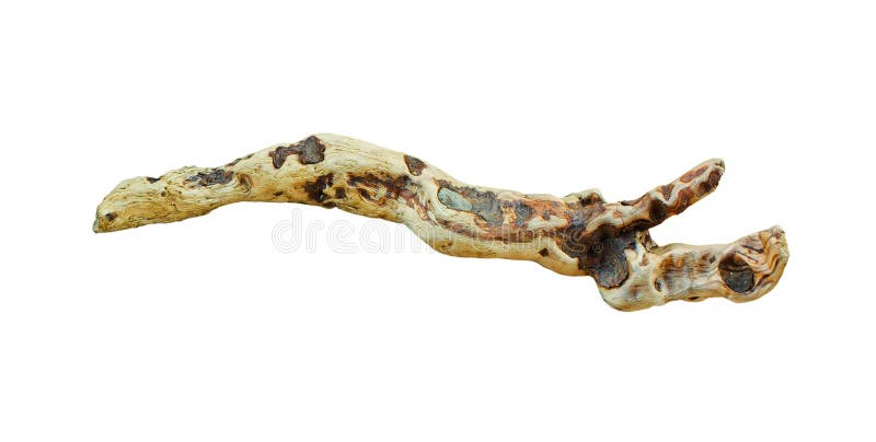 Dried Piece of Tree Root Polished by Water in the River Stock Photo ...