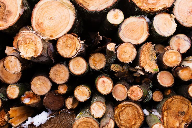 Dried pieces of wood stock photo. Image of plant, nature - 80633752