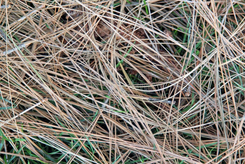 Dried pine stock photo. Image of skinny, thin, twigs - 12768956