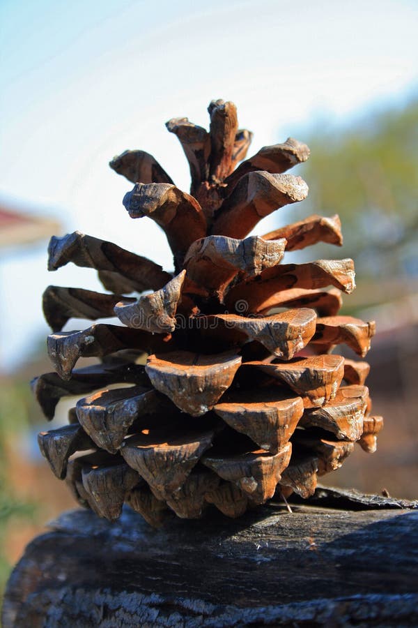 Dried Pine Tree , Yosemite National Park Stock Photo - Image of lower ...