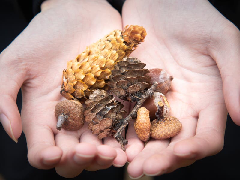 Dried Pine Cones Arranged on Hand. Stock Image - Image of gastronomy ...
