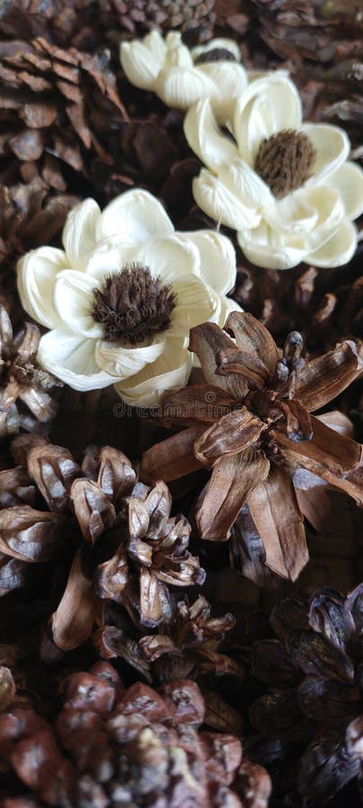 Pine flower stock photo. Image of needle, flora, flower - 115404006