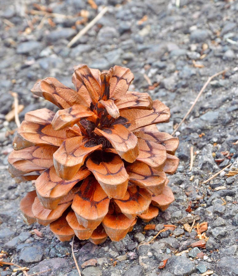 Dried Pine Tree Sap on the Trunk of an American Pine. Stock Photo ...