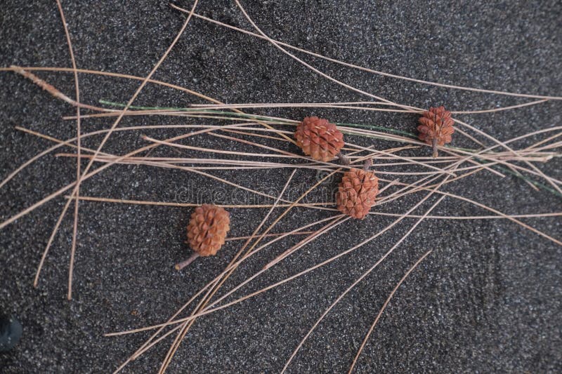 Dried Pine Leaves and Flowers Fall on the Beach Sand Stock Photo ...