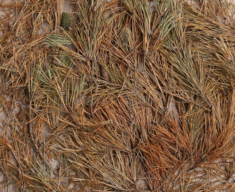 Dried Pine Needles Texture Background. Stock Image - Image of pine ...