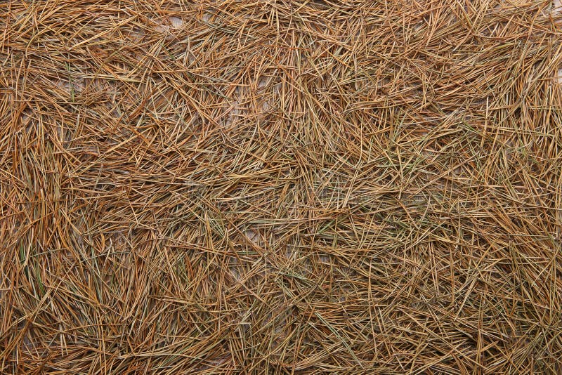Dried Pine Needles Texture Background. Stock Photo - Image of graphic ...