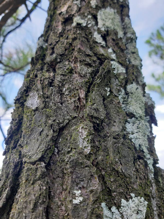 Dried pine tree texture stock photo. Image of forest - 249143154