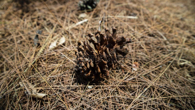Dried Pines that Fall in the Forest Stock Photo - Image of dried ...