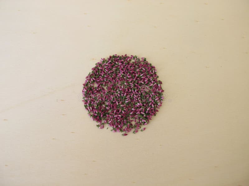 Dried pink heather flowers stock image. Image of erica - 226293697