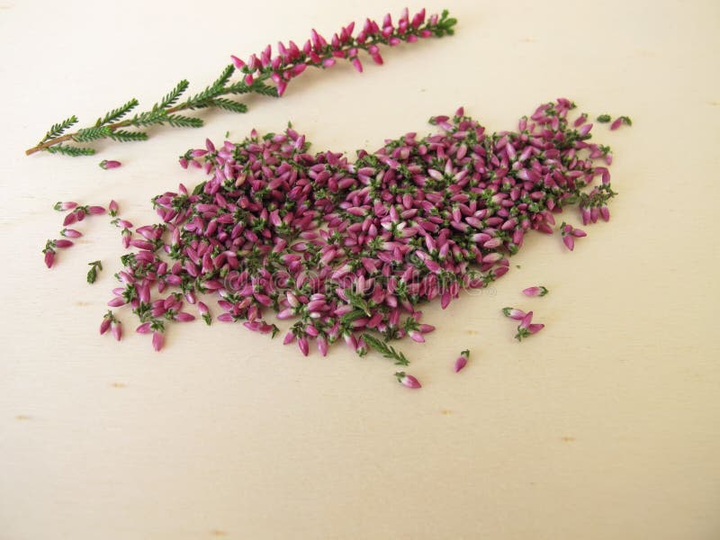 Dried pink heather flowers stock image. Image of edible - 226293745