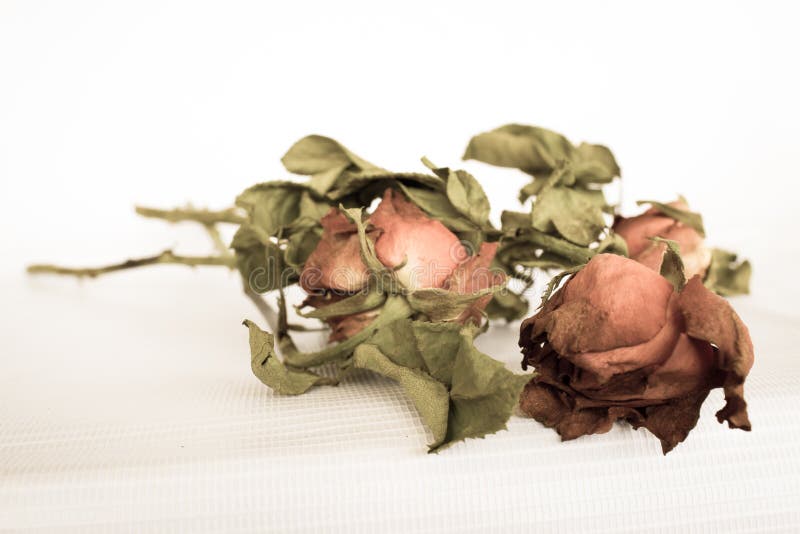 Dried pink rose stock photo. Image of rose, white, single - 41535792