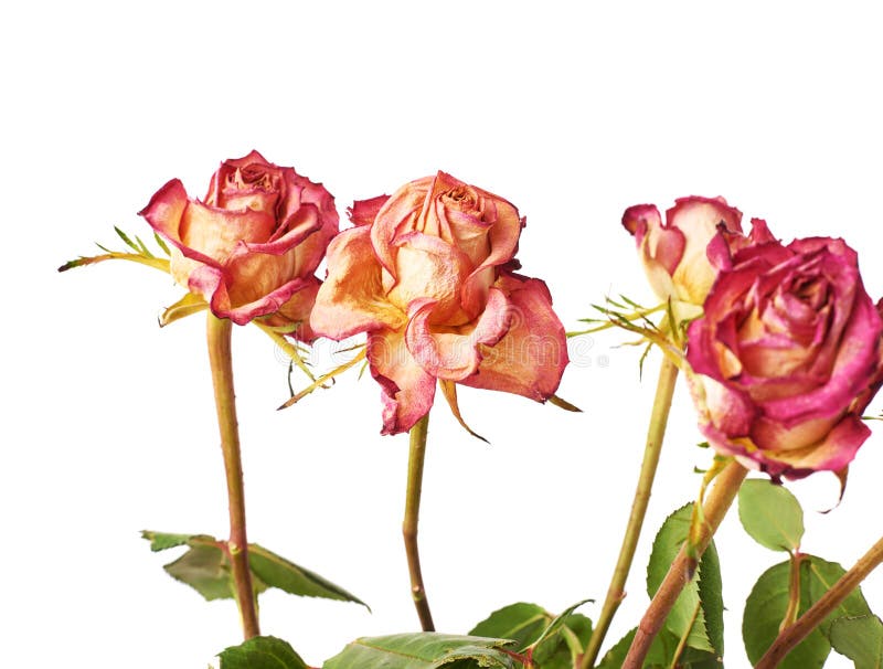 Dried Pink Roses Over the White Background Stock Photo - Image of ...