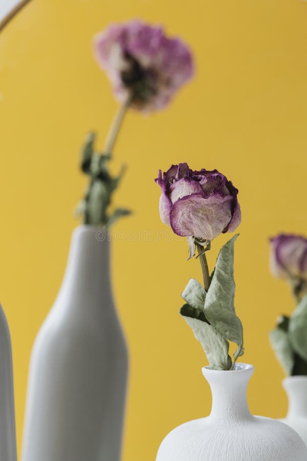 Dried Pink Roses in Vases Reflecting in a Mirror Stock Image - Image of ...