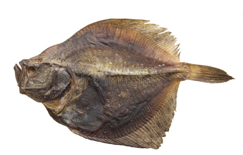 Dried Plaice Isolated on White Stock Image - Image of sole, gloss ...