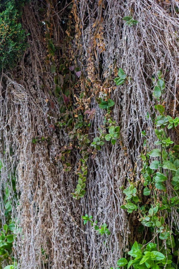 Dried Plant Background with Green Vines and Textured Organic Elements ...