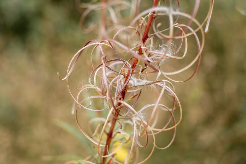The Dried Plant is Fireweed Epilobium Unusual Shapes Stock Photo ...