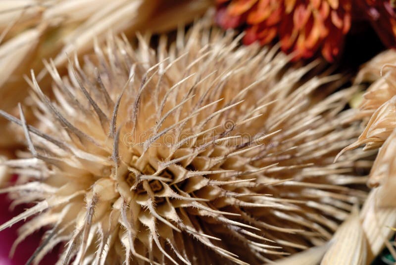 Dried Plant with Prickles Closeup Stock Image - Image of field, event ...