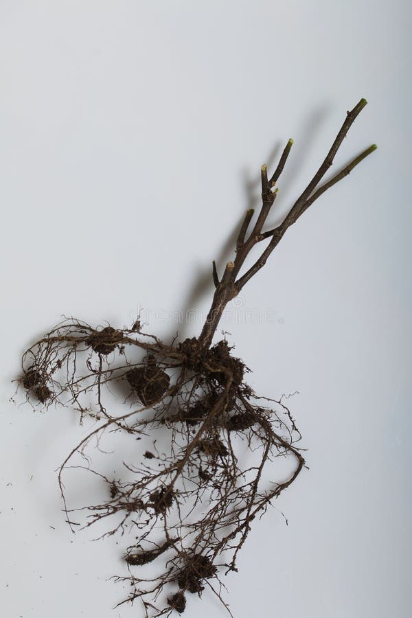 A Dried Plant with a Root System. Filmed on a White Surface Stock Photo ...