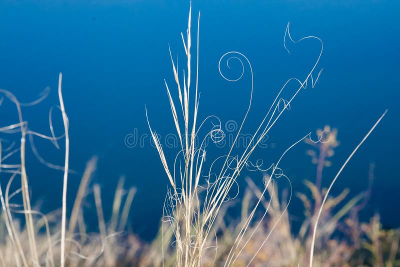 Dried Plants on a Blue Background Stock Photo - Image of blue, nonurban ...