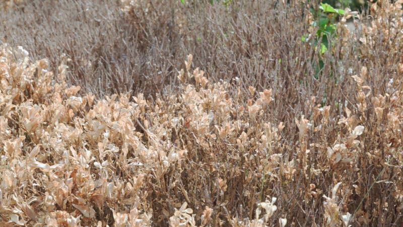 Dried Plants from Scorching Sun during Season of Severe Drought Stock ...