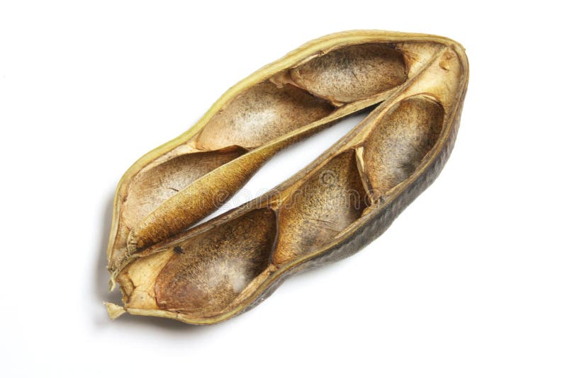 Dried Pod Shell stock image. Image of isolated, cutout - 9974345